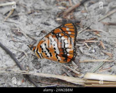 Spotted Joker (Byblia ilithyia) Insecta Stock Photo - Alamy