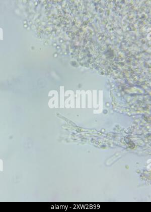 (Trechispora mollusca) Fungi Stock Photo - Alamy