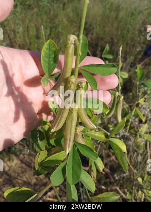 Showy Rattlebox (Crotalaria spectabilis) Plantae Stock Photo - Alamy