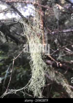 Witch's Hair Lichens (Alectoria) Fungi Stock Photo - Alamy