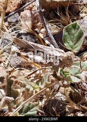 Ridged Grasshopper (Conozoa carinata) Insecta Stock Photo - Alamy
