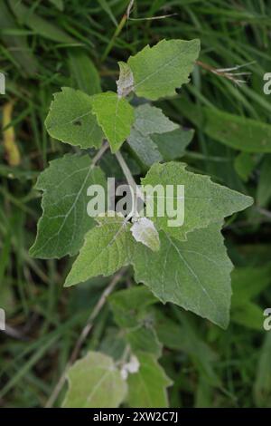 white poplar (Populus alba) Plantae Stock Photo - Alamy