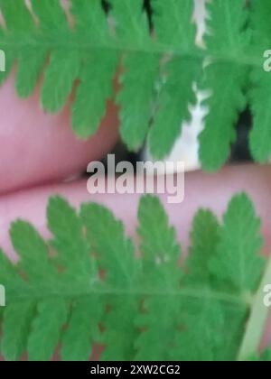 bulblet fern (Cystopteris bulbifera) Plantae Stock Photo - Alamy