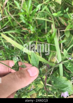 common elephant's-foot (Elephantopus tomentosus) Plantae Stock Photo ...