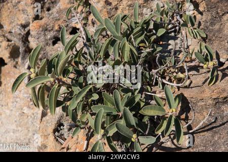 (Ficus menabeensis) Plantae Stock Photo - Alamy