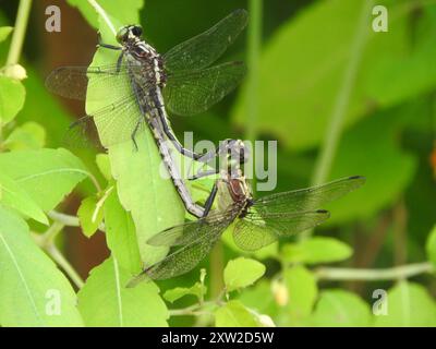 Black-shouldered Spinyleg (Dromogomphus spinosus) Insecta Stock Photo ...