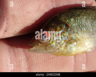 Northern Sunfish (Lepomis peltastes) Actinopterygii Stock Photo - Alamy