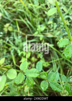 Little-leaf Tick-clover (Desmodium ciliare) Plantae Stock Photo - Alamy