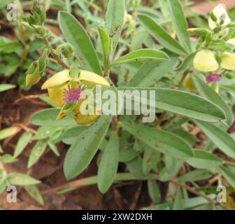 (Polygala javana) Plantae Stock Photo - Alamy