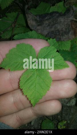 dwarf raspberry (Rubus pubescens) Plantae Stock Photo - Alamy
