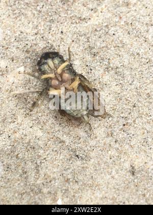 Horned Leafhopper (Ledra aurita) Insecta Stock Photo - Alamy