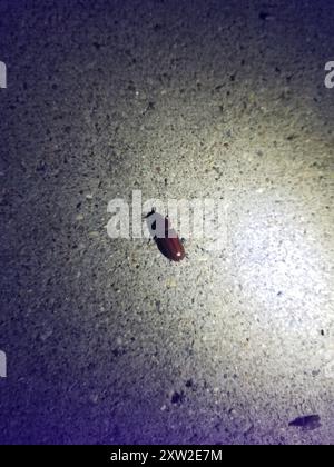 Pole Borer (Neandra brunnea) Insecta Stock Photo - Alamy