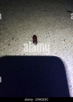 Pole Borer (Neandra brunnea) Insecta Stock Photo - Alamy