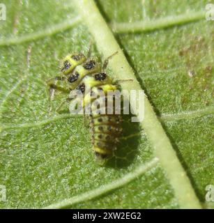Fungus-eating Lady Beetles (Psyllobora) Insecta Stock Photo - Alamy