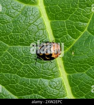 Stink Bugs, Shield Bugs, and Allies (Pentatomoidea) Insecta Stock Photo ...