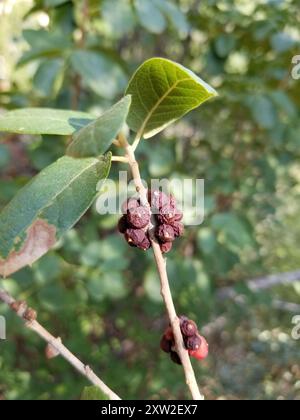 gray oak (Quercus grisea) Plantae Stock Photo - Alamy