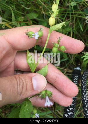 Indian tobacco (Lobelia inflata) Plantae Stock Photo - Alamy