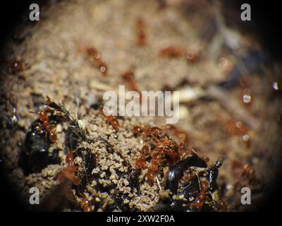 Solenopsis Fire Ants and Thief Ants (Solenopsis) Insecta Stock Photo ...