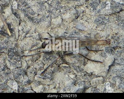 (Proctacanthella cacopiloga) Insecta Stock Photo - Alamy