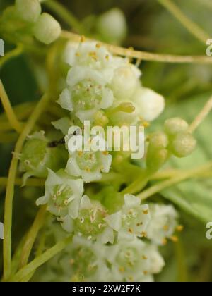 Field Dodder (Cuscuta campestris) Plantae Stock Photo - Alamy