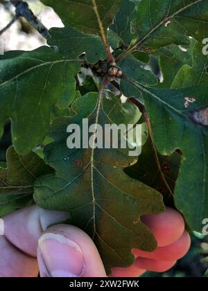 Oregon oak (Quercus garryana) Plantae Stock Photo - Alamy