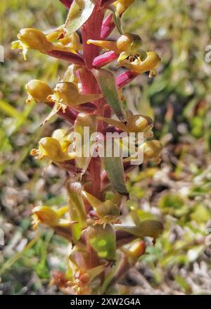 Devil Satyre (Satyrium parviflorum) Plantae Stock Photo - Alamy