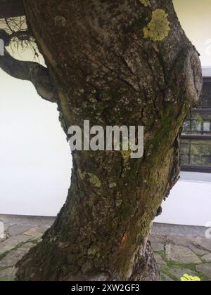 elm family (Ulmaceae) Plantae Stock Photo - Alamy