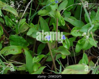 (Cyanotis cristata) Plantae Stock Photo - Alamy