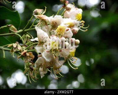 Hiptage (Hiptage benghalensis) Plantae Stock Photo - Alamy