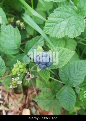 European dewberry (Rubus caesius) Plantae Stock Photo - Alamy