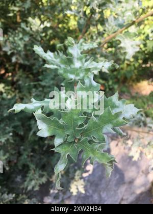 downy oak (Quercus pubescens) Plantae Stock Photo - Alamy