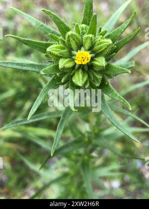 mountain tarweed (Madia glomerata) Plantae Stock Photo - Alamy