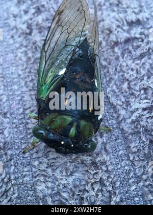 Swamp Cicada (Neotibicen tibicen) Insecta Stock Photo - Alamy