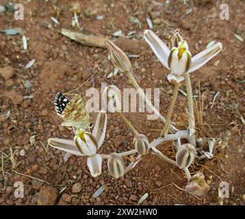 Thick Slime-lily (Albuca setosa) Plantae Stock Photo - Alamy