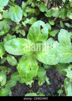 Brooklime (Veronica beccabunga) Plantae Stock Photo - Alamy