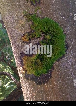 shingle moss (Neckera pennata) Plantae Stock Photo - Alamy