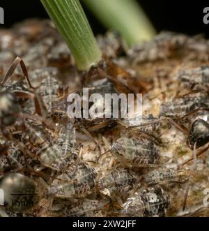 Single-leaf Pinyon Pine Aphid (Cinara anelia) Insecta Stock Photo - Alamy