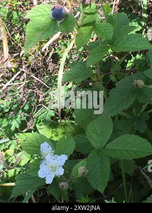 European dewberry (Rubus caesius) Plantae Stock Photo - Alamy