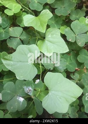 Man-roots (Marah) Plantae Stock Photo - Alamy