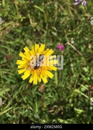 Common Copperback (Ferdinandea cuprea Stock Photo - Alamy