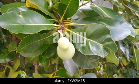 Alexandrian Laurel (Calophyllum inophyllum) Plantae Stock Photo - Alamy