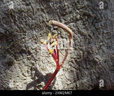 Grey-Leaved Worm Bush (Cadaba termitaria) Plantae Stock Photo - Alamy