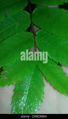 showy mountain-ash (Sorbus decora) Plantae Stock Photo - Alamy