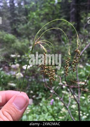 Small-flower Woodrush (Luzula parviflora) Plantae Stock Photo - Alamy
