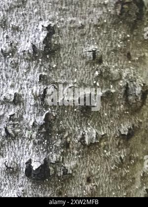 Beech Scale (Cryptococcus fagisuga) Insecta Stock Photo - Alamy