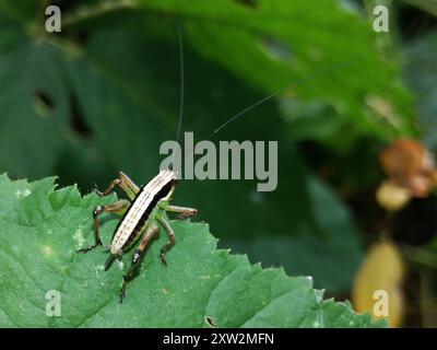 Shieldback Katydids (Tettigoniinae) Insecta Stock Photo - Alamy