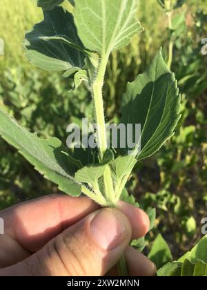 Sumpweed (Iva annua) Plantae Stock Photo - Alamy