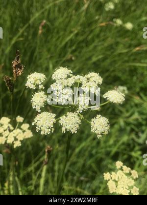 Gray's Lovage (Ligusticum grayi) Plantae Stock Photo - Alamy