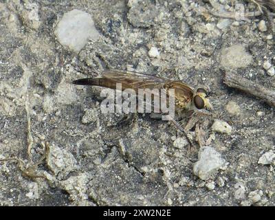 (Proctacanthella cacopiloga) Insecta Stock Photo - Alamy