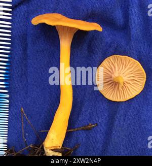 flame trumpet (Craterellus ignicolor) Fungi Stock Photo - Alamy